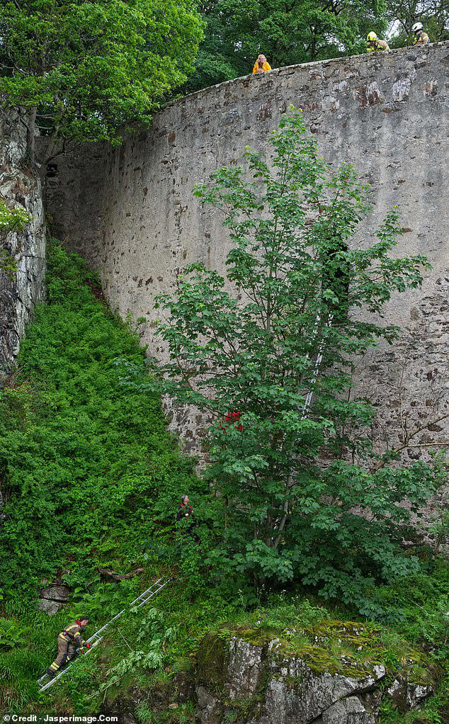 Dog somehow dodged death after it survived a horror 50ft plunge from a ...