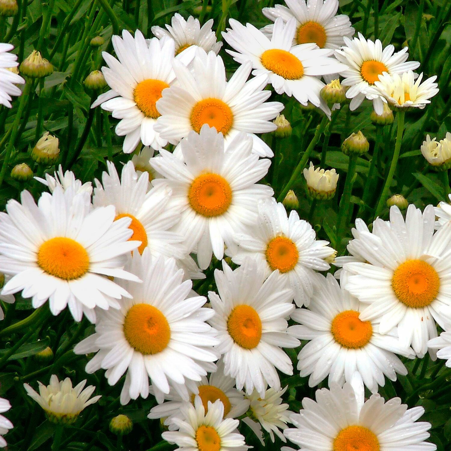 Top 10 red, white, and blue flowers for a patriotic garden