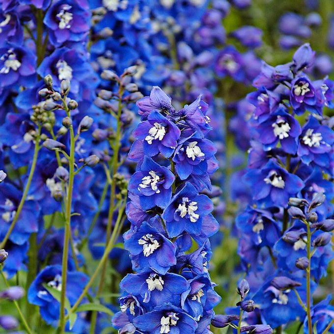 Top 10 red, white, and blue flowers for a patriotic garden