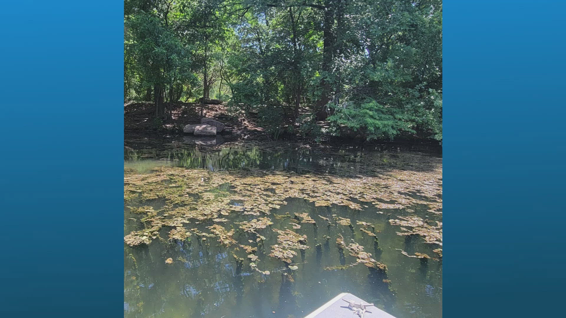 Blue-green algae spotted at Lady Bird Lake, Lake Austin