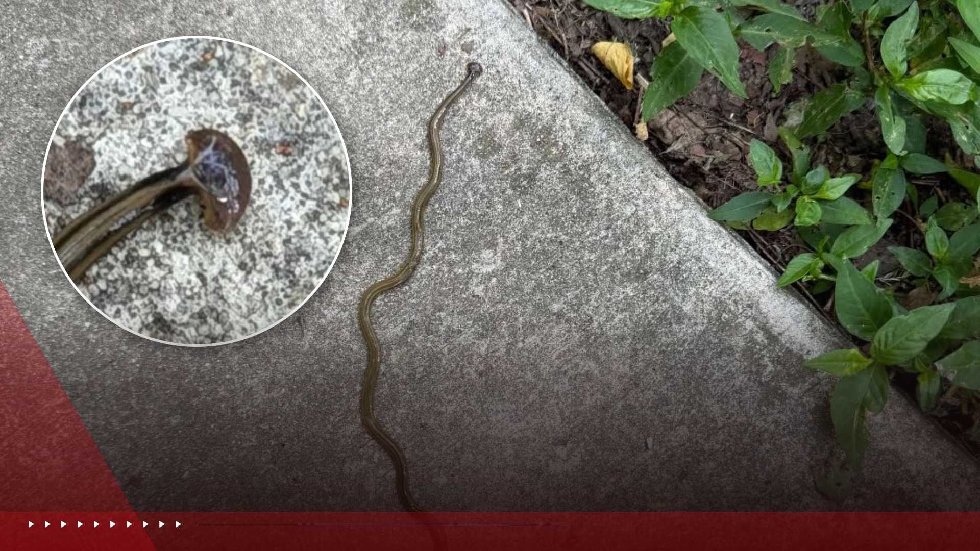 Don't smash: Invasive worm spotted in St. Louis; officials provide ...