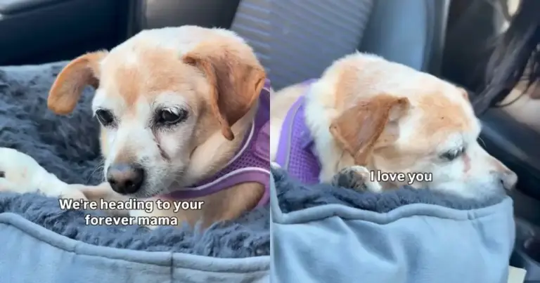 Foster dog gets one last pep talk before adoption & it's a tear-jerker