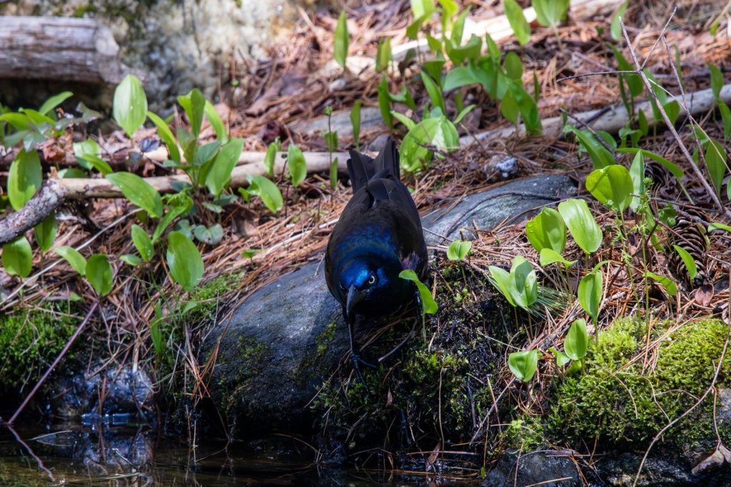 Birds with the most bizarre courtship displays that look straight out ...
