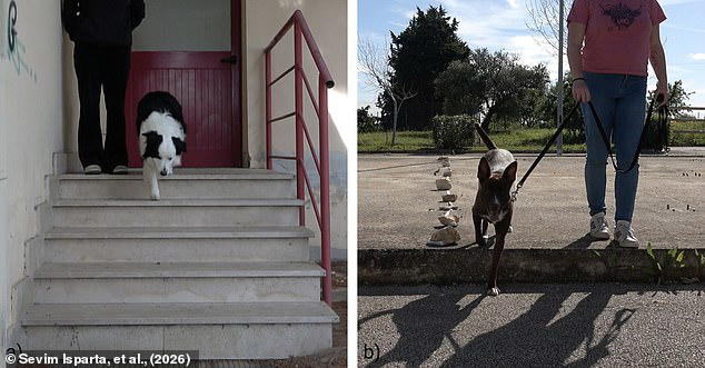Dogs are right or left handed just like humans - here's how to find out ...