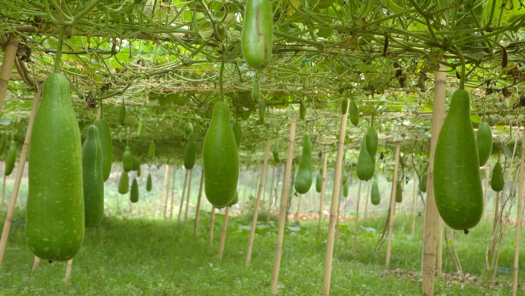 Bottle gourd recipes that make healthy eating fun