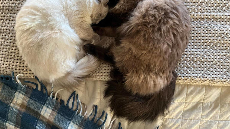 2 humongous Ragdoll cats find the funniest sleep spot