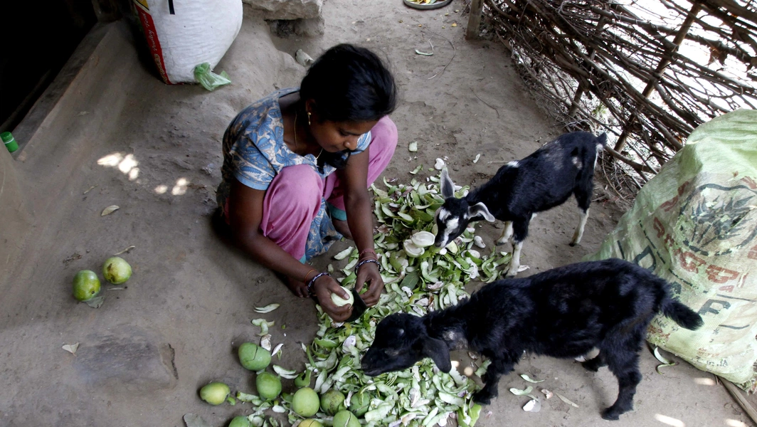 Master the art of mango pickle preservation