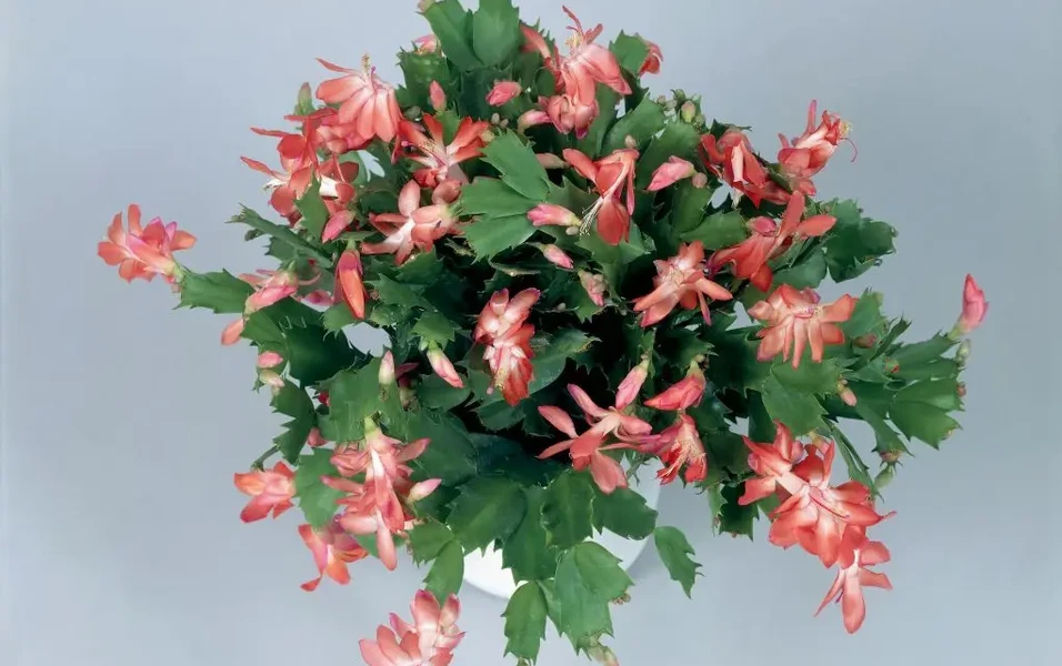 Christmas cactus care made simple for you