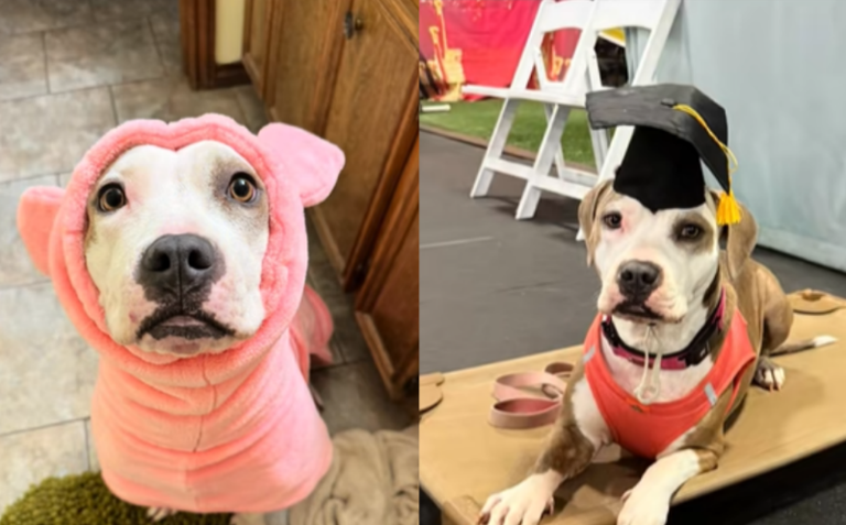 Rescue pit bull gets a second chance after a lifetime on the streets