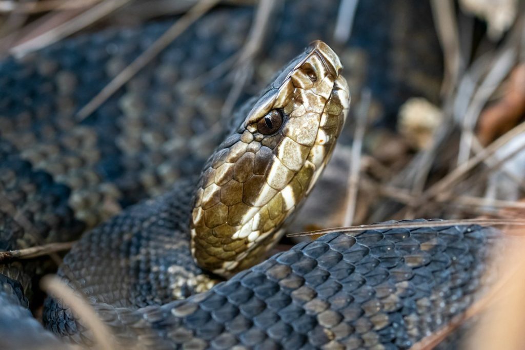 Cobra and cottonmouth face off in the ultimate snake danger debate