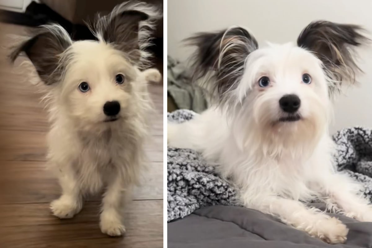 Dog goes viral for adorably unique features – what's her breed mix?