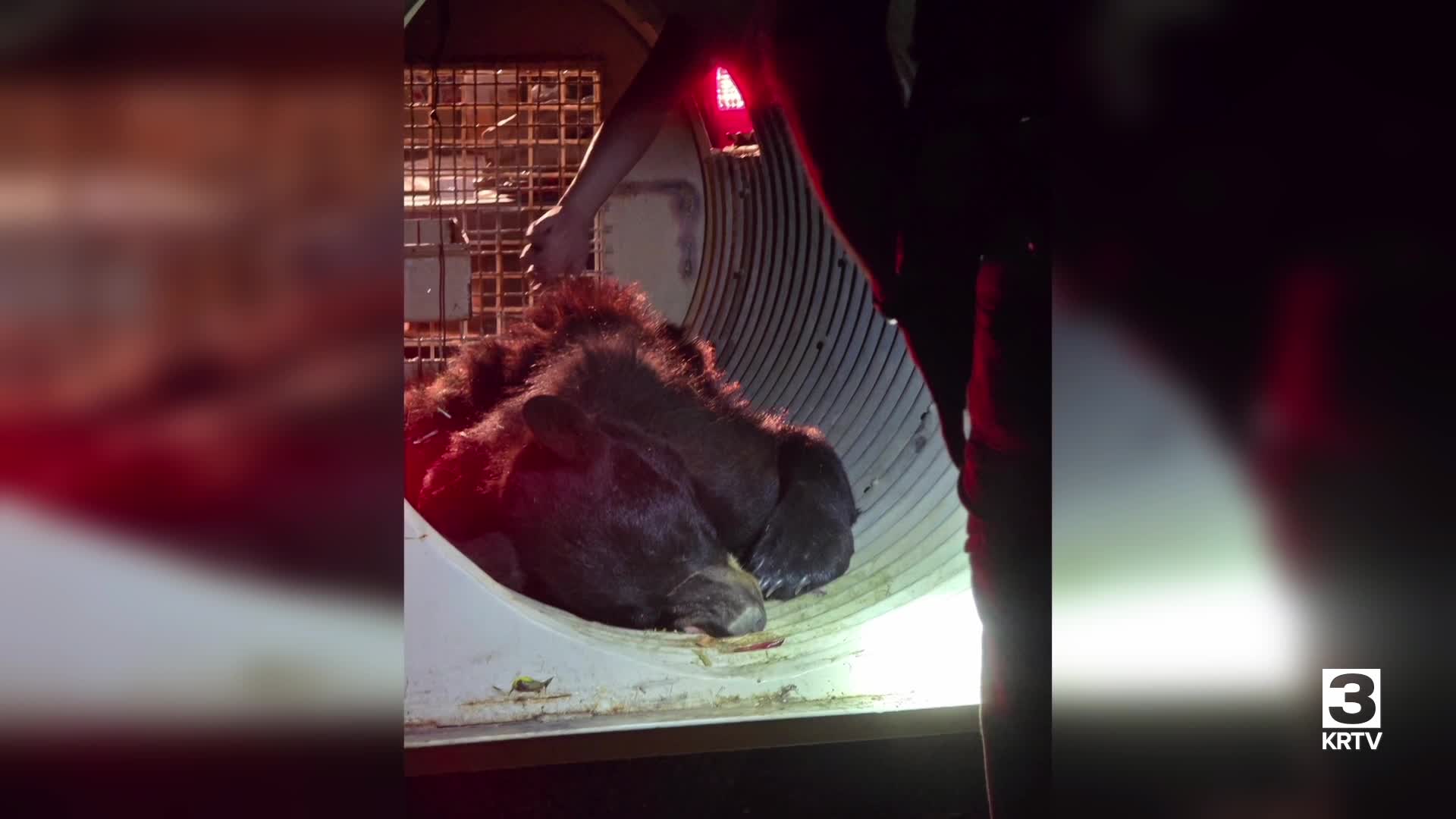 Bear found under family's deck will be relocated to Sweet Grass County