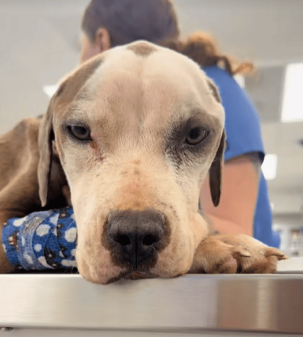 Rescue pit bull gets a second chance after a lifetime on the streets