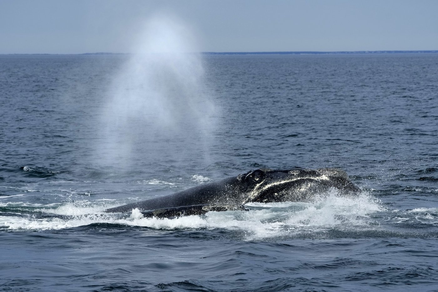 Entangled North Atlantic right whale spotted off New Brunswick's east coast