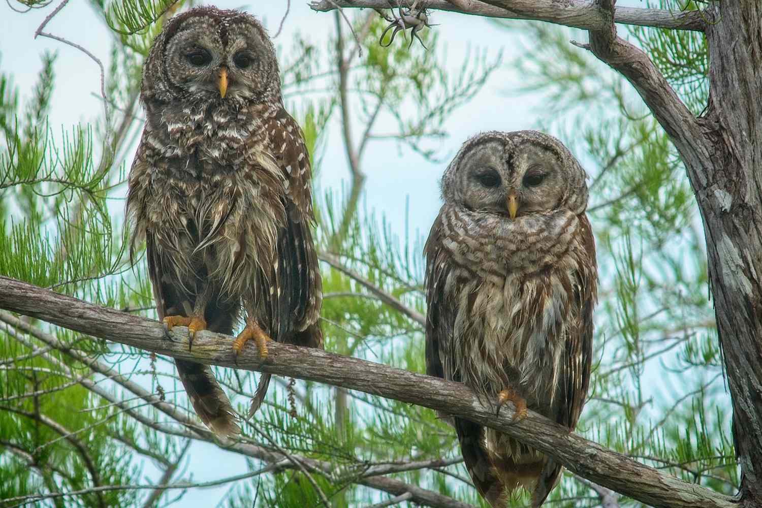 Wildlife officials plan to eradicate over 450,000 invasive barred owls ...