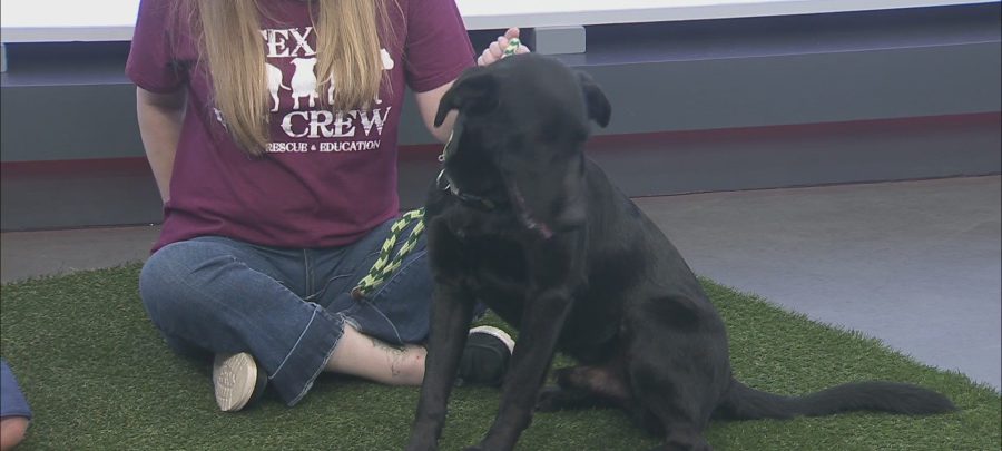 Playful Leo from Texas Pit Crew seeks furever home