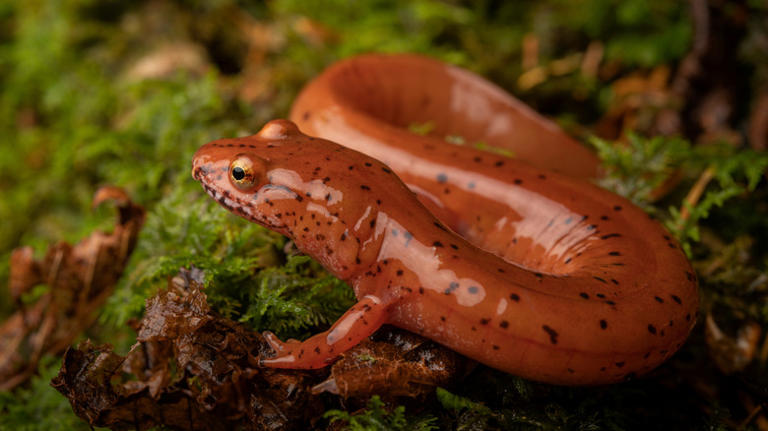 Not Everglades, not Olympic: This popular national park is the most ...