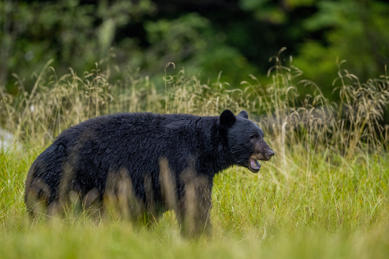Man fights off bear with hatchet after attack in California mountains