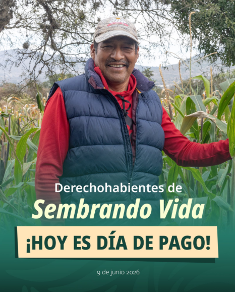 Ya está disponible tu apoyo Sembrando Vida, recibe hoy 9 de junio tus ...