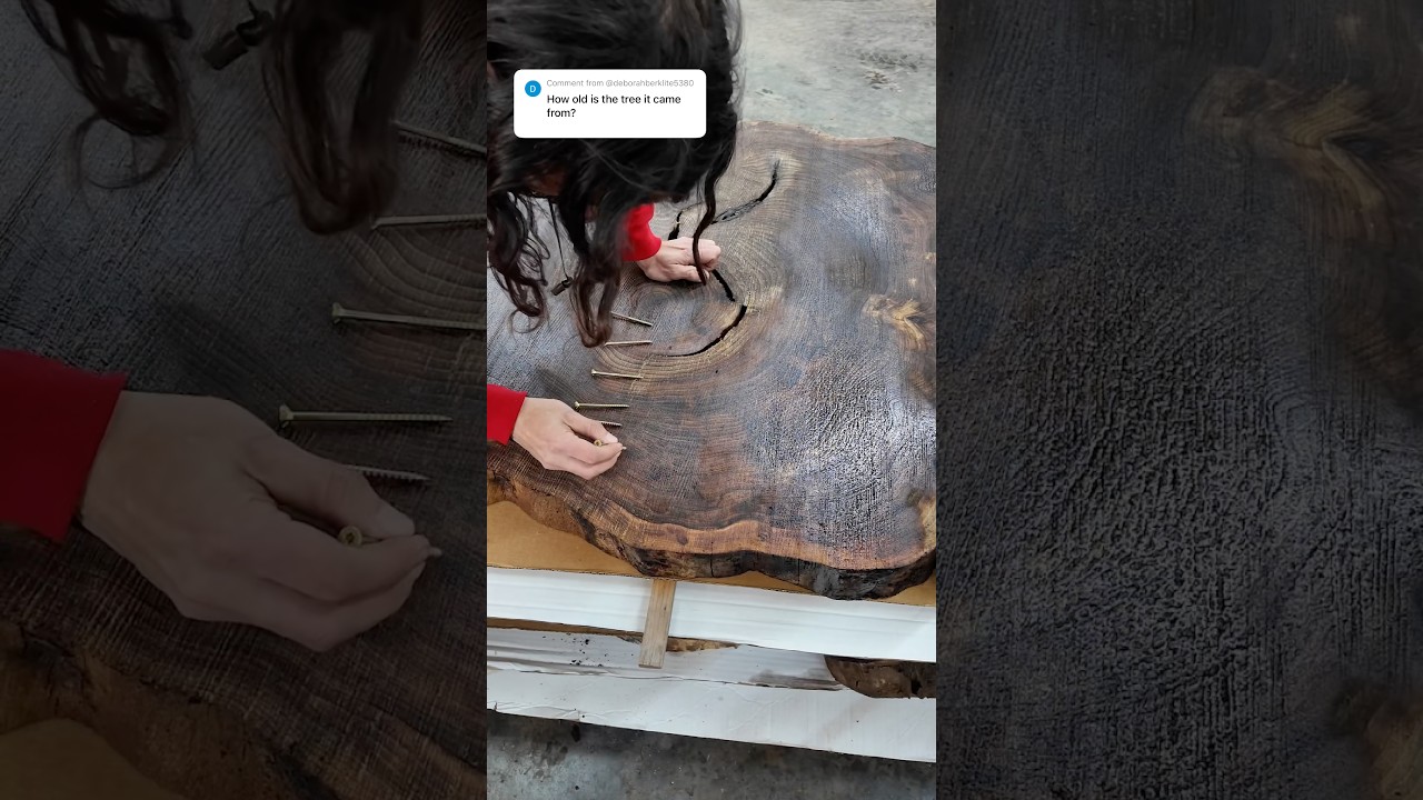 Can you guess how old this elm tree is?