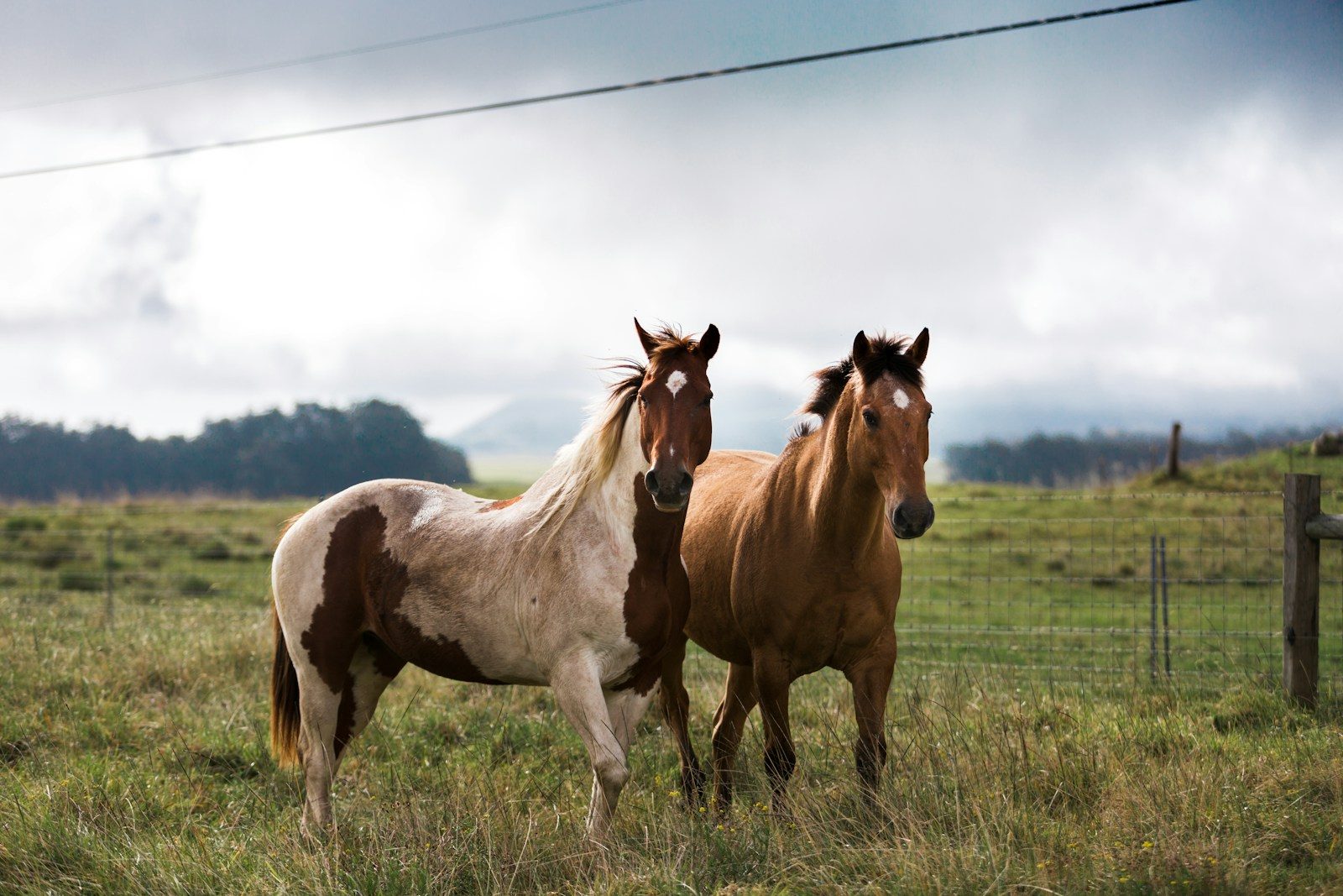 Surprising facts about farm animals that most people never knew