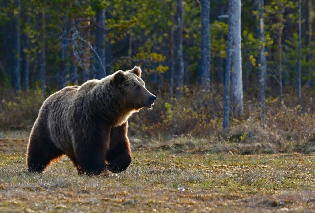 Animals that can defeat a mountain lion and those that avoid the fight ...