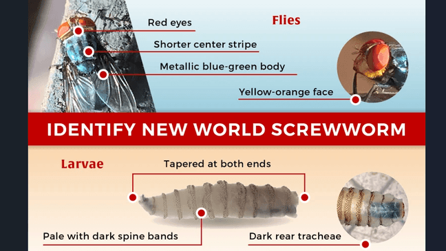 POLL: How concerned are you that screwworms could affect your pets or ...