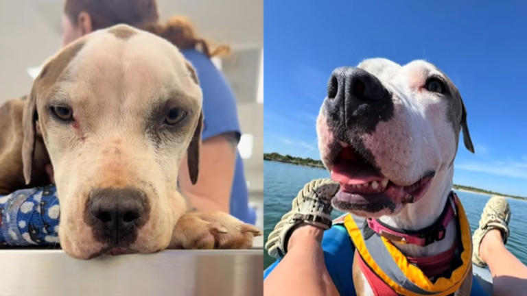 Rescue pit bull gets a second chance after a lifetime on the streets