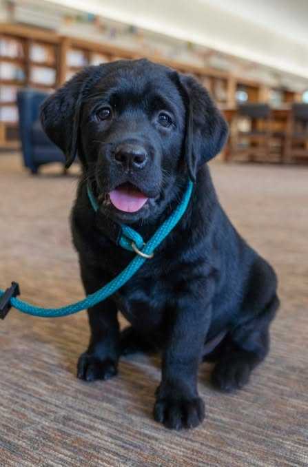 Sharing a tail wag and a smile: Meet the new comfort dog at UMaine