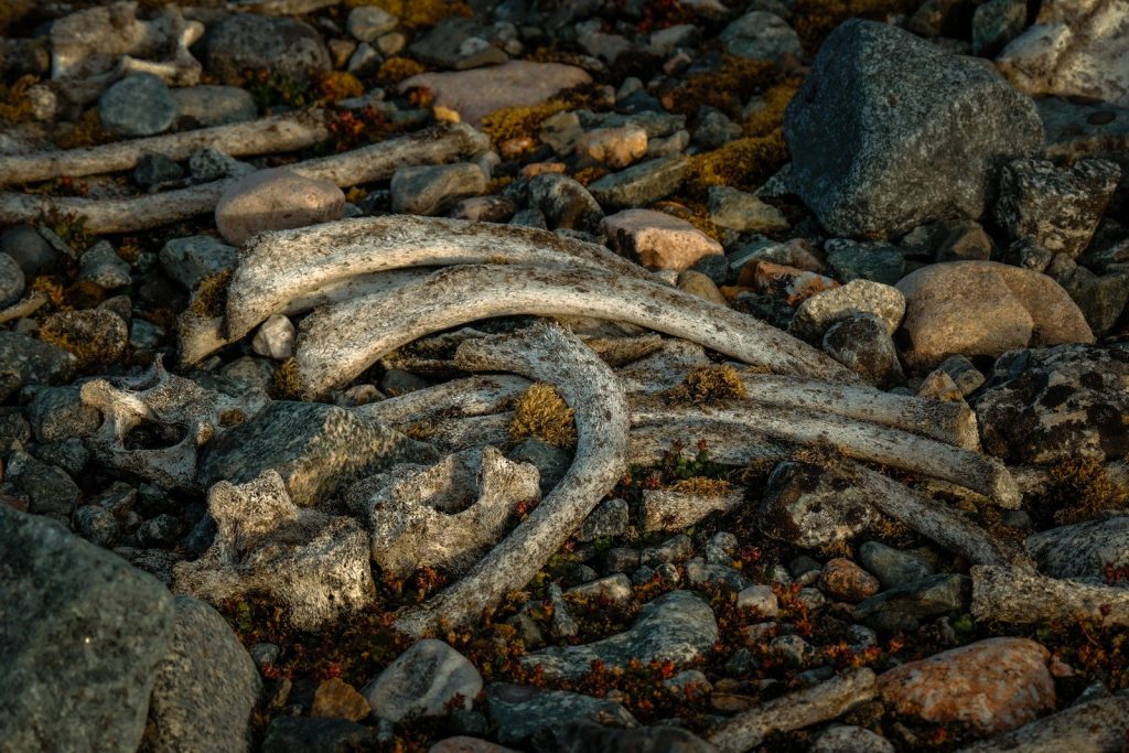 Why the arrival of agriculture didn’t actually stop ancient humans from ...