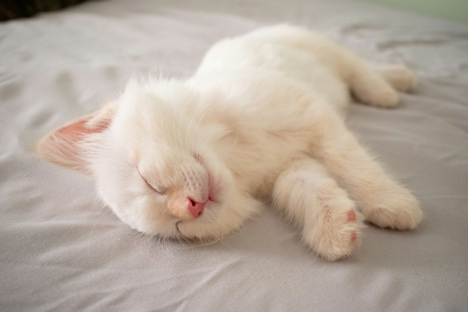 Should your cat sleep in bed with you? Veterinarians weigh in