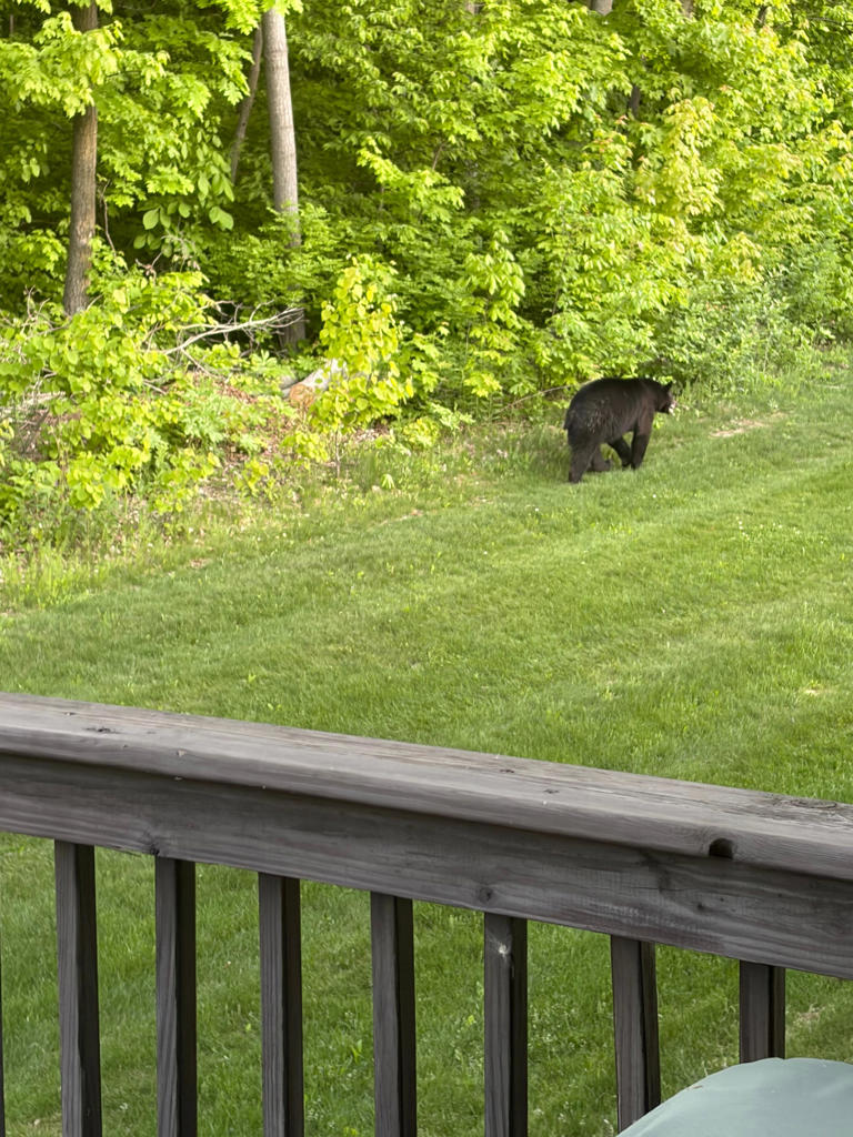Black bear spotted in Sheboygan County may be heading north