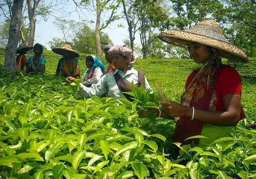 Bengal forms committee, can get 314 cr for tea-workers’ welfare