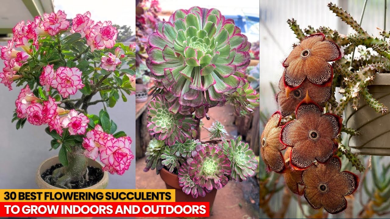 Top succulents that produce beautiful flowers at home