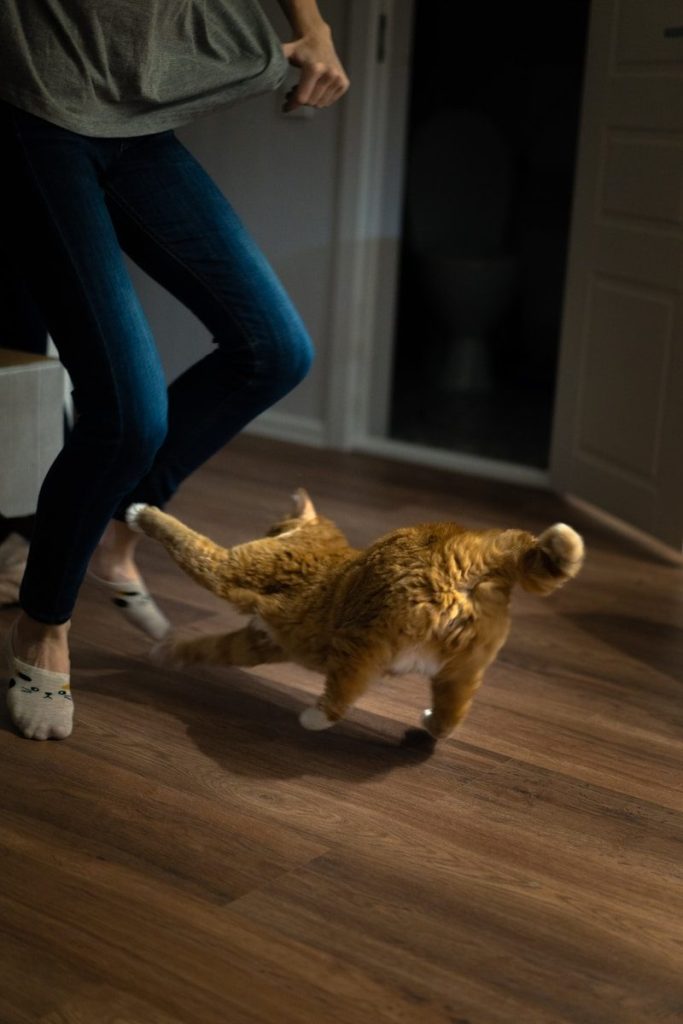 Why does your kitten run sideways when they play?