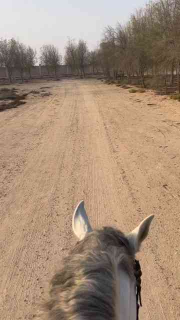 Morning with my horse: Daily care and routine