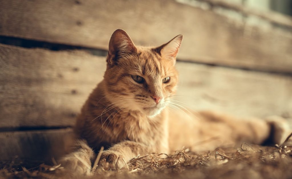 Why this barn cat refused to hunt any rodents