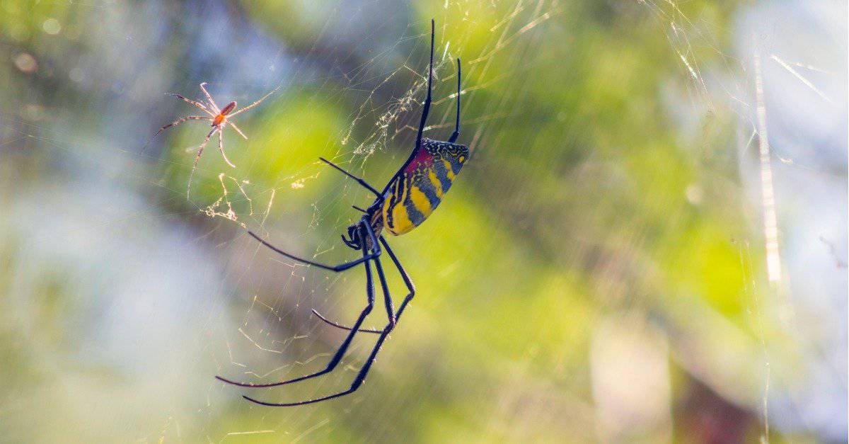 15 nightmare-inducing spiders that live in Japan