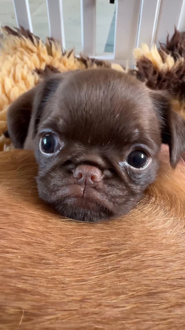 Adorable Brussels griffon puppy