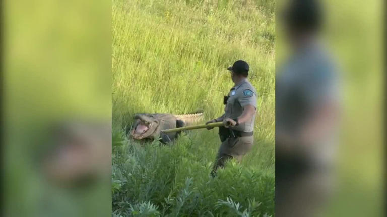 11-foot, 400-pound alligator relocated away from Nacogdoches church