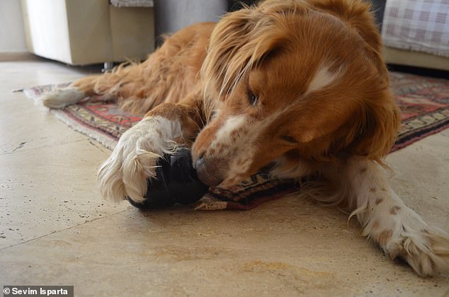 Dogs are right or left handed just like humans - here's how to find out ...