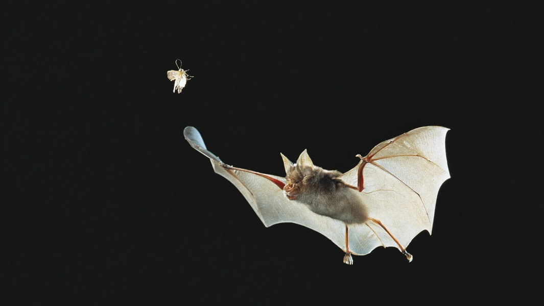 Bats’ superfast vocal muscles set new mammal speed record