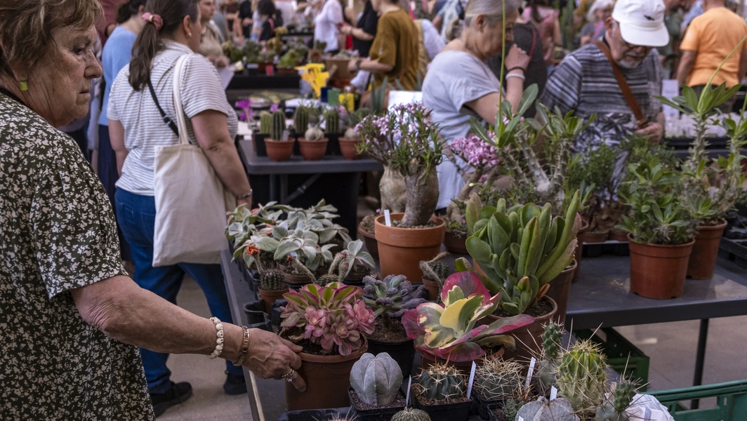 Succulent care tips for thriving plants