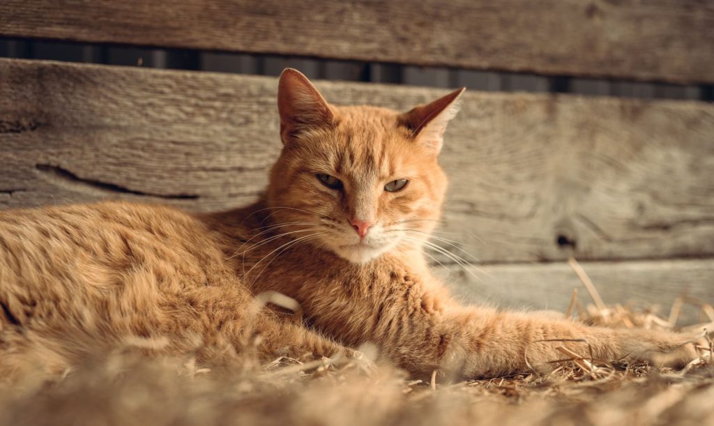 Why this barn cat refused to hunt any rodents