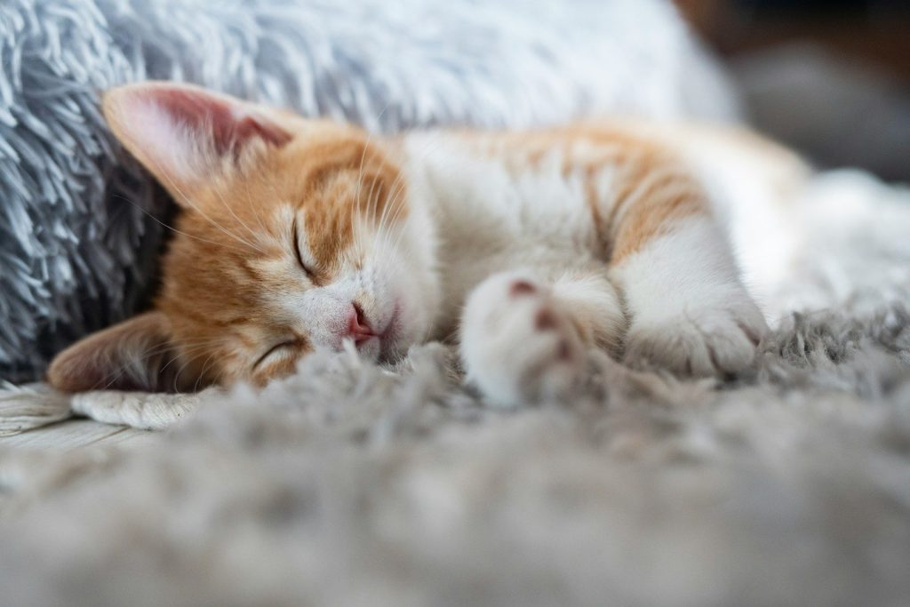 Should your cat sleep in bed with you? Veterinarians weigh in