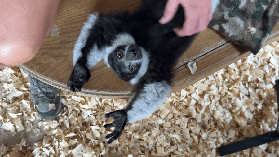 'Uri' the lemur remarkably recovers from fire, back at ZooWorld after 6 ...