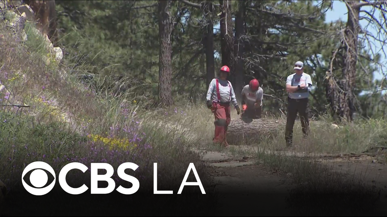 Team Rubicon helps clear dead vegetation, trees to mitigate wildfire ...
