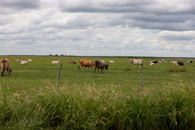 Mexico blocks most imports of live animals from US after screwworm cases