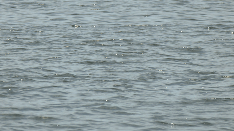 NSA-PC officials release more about shark attack victim, suffers ...