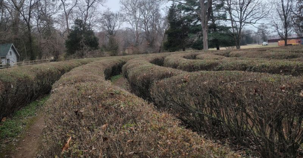 This secret Indiana hedge labyrinth turns a casual nature walk into a ...